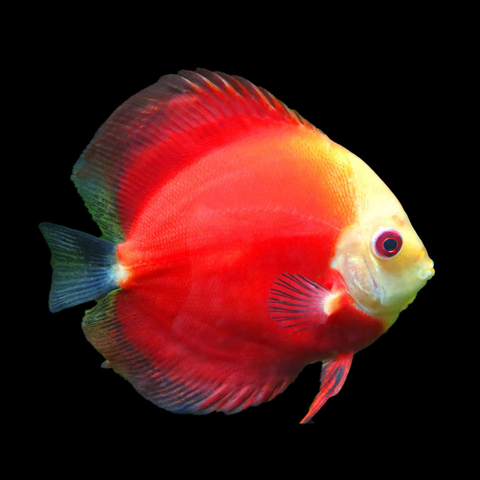 Red Marlboro Discus (Symphysodon aequifasciatus)