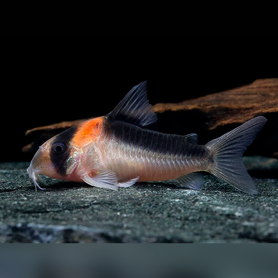Emerald Corydora | Riverpark Aquatics
