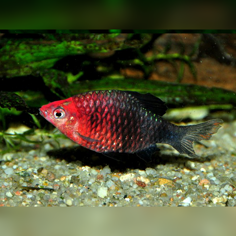 Black Ruby Barb (Pethia nigrofasciata)
