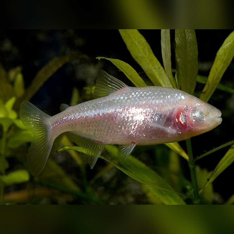 Blind Cave Fish(Astyanax mexicanus)