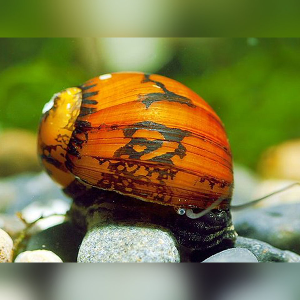 Red Spotted Nerite Snail (Vittina natalensis)