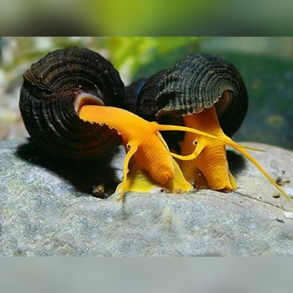 Shop Online for Freshwater Snails | Riverpark Aquatics UK