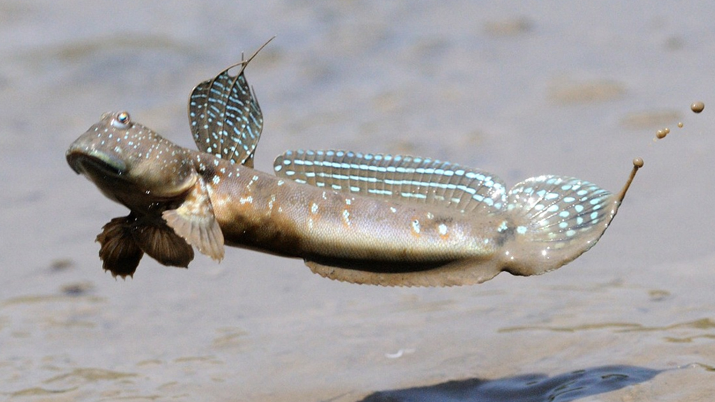 Atlantic Mudskipper - Riverpark Aquatics