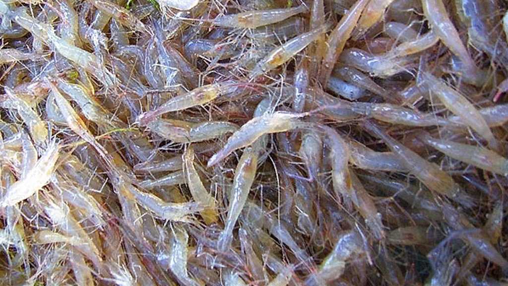 River Shrimps - Riverpark Aquatics
