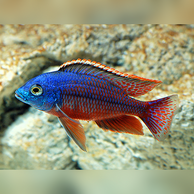 Red Empress Cichlid (Protomelas taeniolatus)
