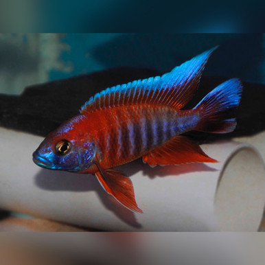 Eureka Red Peacock Cichlid (Aulonocara jacobfreibergi) 4-5cm