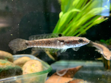 Peacock Snakehead (Channa pulchra) 7-8cm