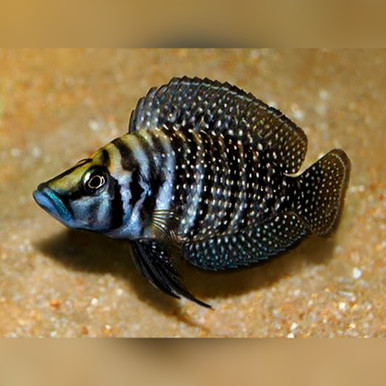 Black Calvus Cichlid (Altolamprologus calvus)