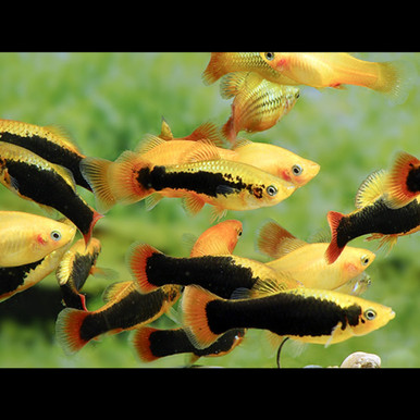 Assorted Variatus Platy (Xiphophorus variatus)