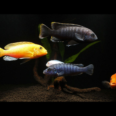 Assorted Mbuna Cichlid 5cm