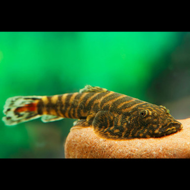 Red Tail Hillstream Loach (Gastromyzon sp. 'SK02') 4cm