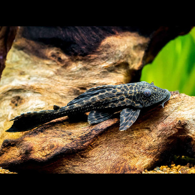 Common Pleco (Hypostomus plecostomus)