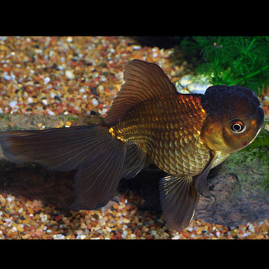 Chocolate Oranda Goldfish (Carassius auratus) 7-8cm