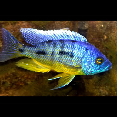 Protomelas spilonotus Tanzania 5cm