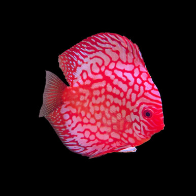 Red Pigeon Blood Discus (Symphysodon aequifasciatus)