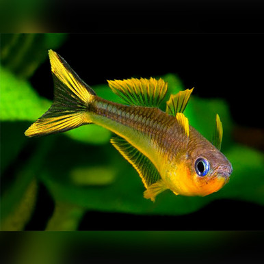 Forktail Blue Eye Rainbowfish (Pseudomugil furcatus)