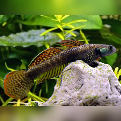 dragon fish goby