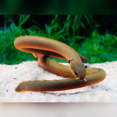 Ropefish (Erpetoichthys calabaricus)