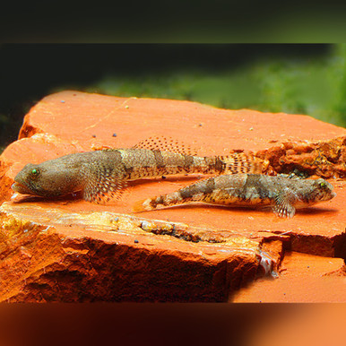 Micro Dragon Goby (Schismatogobius ampluvinculus)