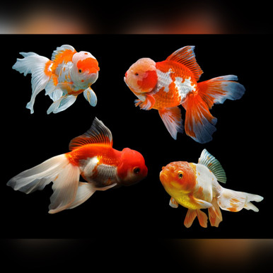 Assorted Oranda Goldfish Carassius auratus