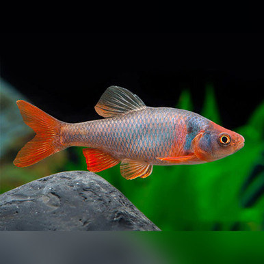 Male Red Shiner (Cyprinella lutrensis)
