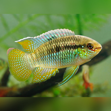 Dwarf Flag Acara Cichlid (Laetacara curviceps)