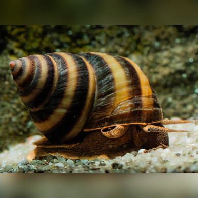 Piano Snail (Taia naticoides)