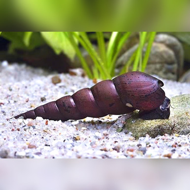 Devil Thorn Snail (Faunus ater)