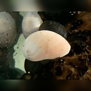 White Military Helmet Snail (Neritina pulligera)