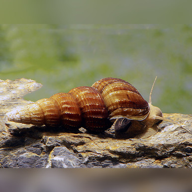 Giant Tower Cap Snail (Brotia herculea)