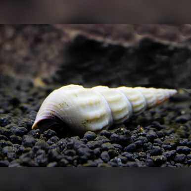 White Giant Tower Cap Snail (Brotia herculea)