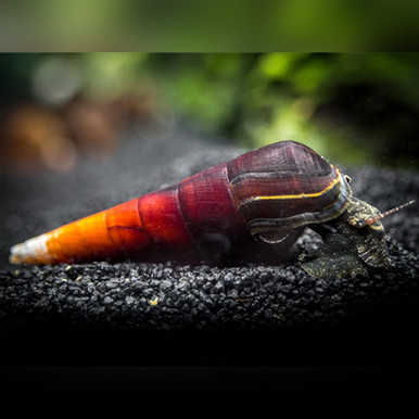 Cappuccino Devil Thorn Snail (Faunus ater)