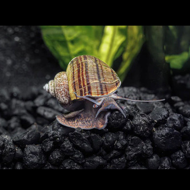 Wild Apple Snail (Pomacea sp)