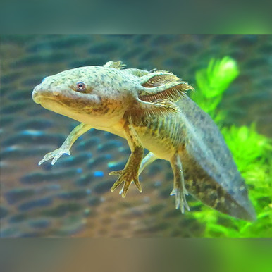 Buy Wild Type Axolotl Online | Riverpark Aquatics