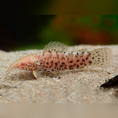 Albino Hoplo Catfish (Megalechis thoracata)