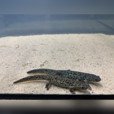 Sharp Ribbed Newt (Pleurodeles Waltl)