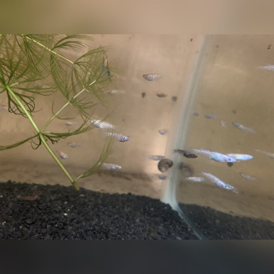 Blue Sparkled Medaka Ricefish (Oryzias latipes)