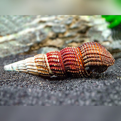 White Spotted Rabbit Snail (Tylomelania sp)