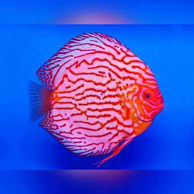 Pigeon Blood Discus (Symphysodon aequifasciatus)