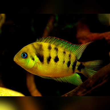 Yellow Convict Cichlid (Amatitlania nanolutea)