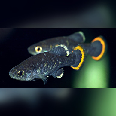 Tequila Splitfin (Zoogoneticus tequila)