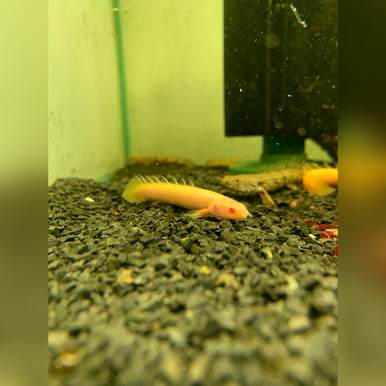 Albino Senegal Bichir (Polypterus senegalus)