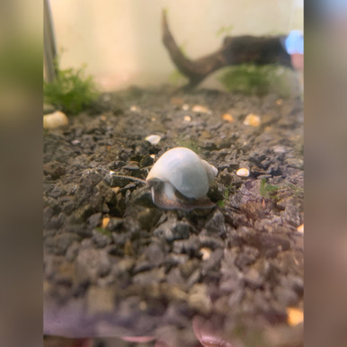 Blue Apple Snail (Pomacea bridgesii)