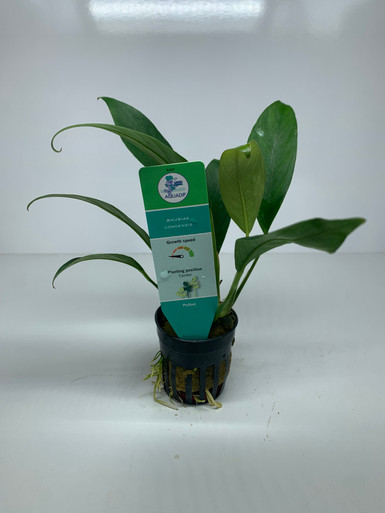 Anubias congensis - 5cm Pot