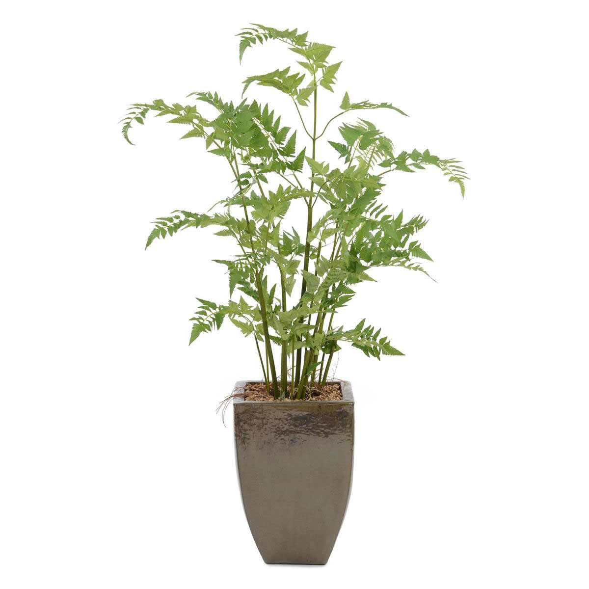 John Richard Aqua Fern