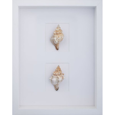 Mirror Home Conch Shells - #1
