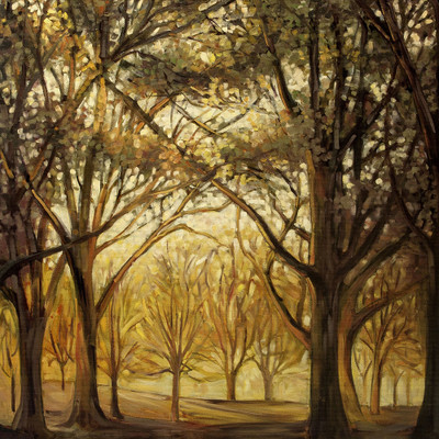 Wendover Forest Light and Shadow