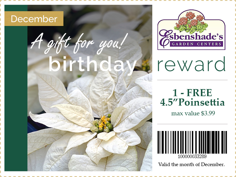 Birthday Coupon - December