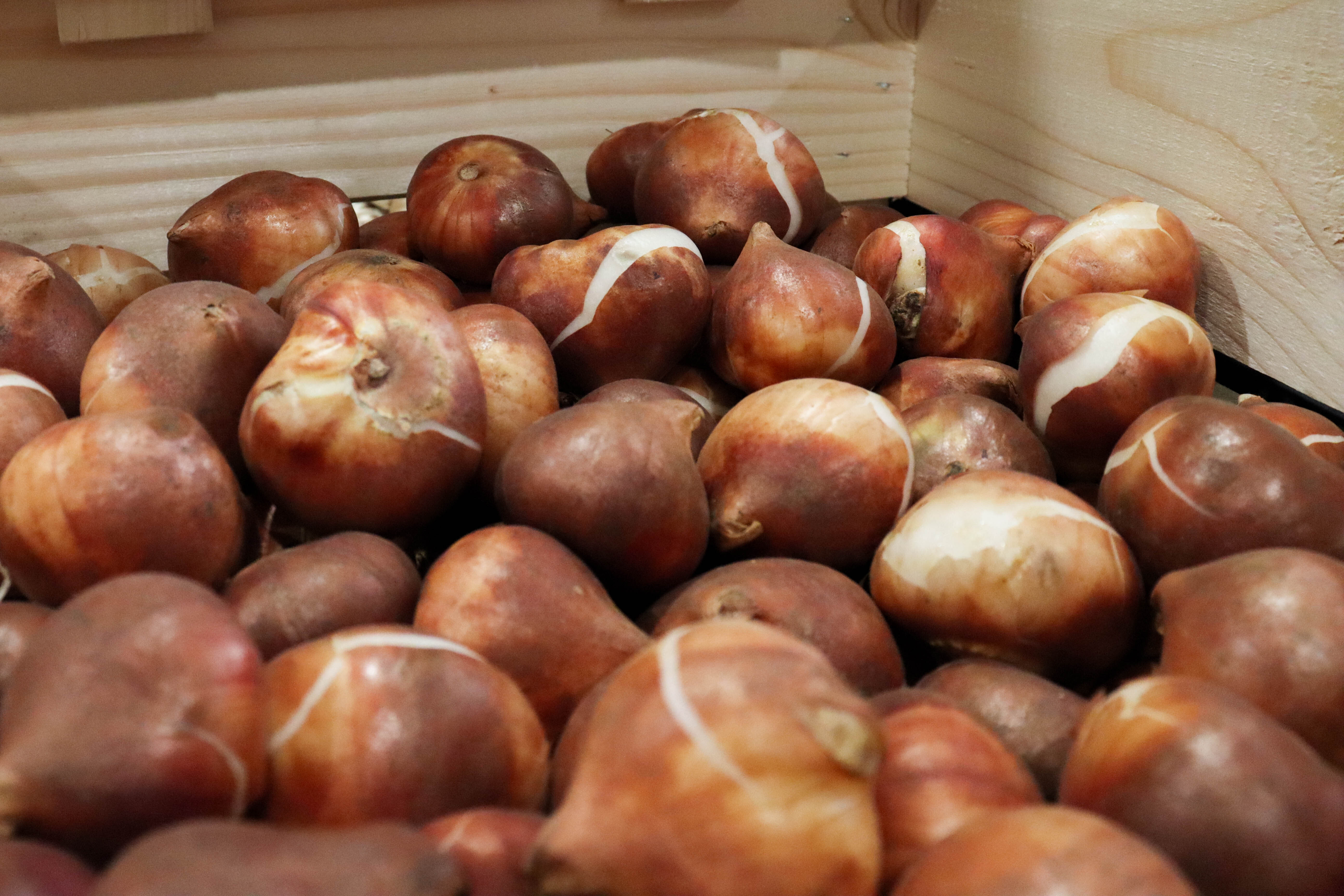 Bulbs - Everything You Need To Know