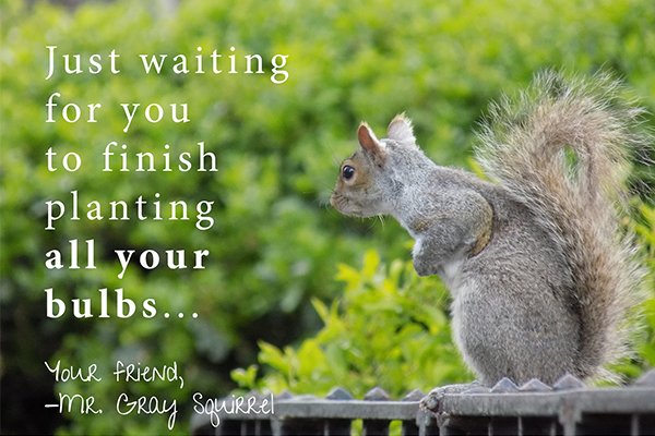 How to Protect Your Bulbs from Animals